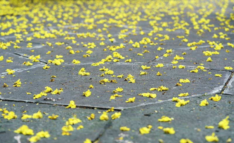 Pensee Flower Garden Blooming Stock Photo - Image of pansy, nature ...