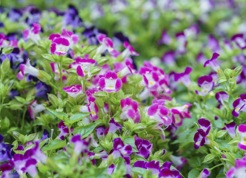 Pensee Flower Garden Blooming Stock Image - Image of orange, color ...