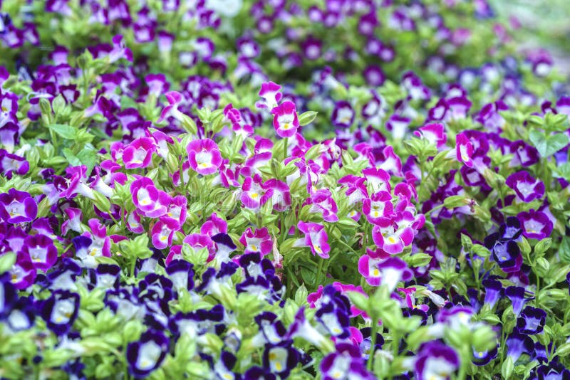 Pensee Flower Garden Blooming Stock Image - Image of orange, color ...