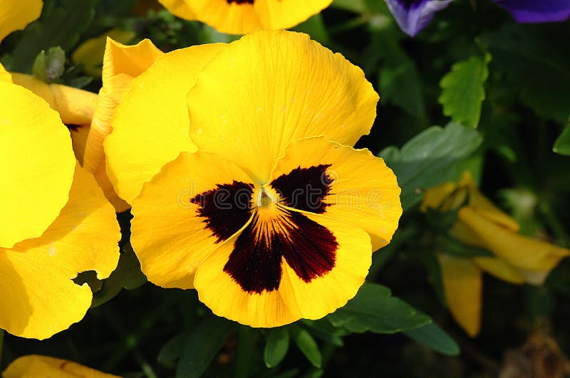 PENSEE viola stock photo. Image of garden, yellow, pansy - 170213326