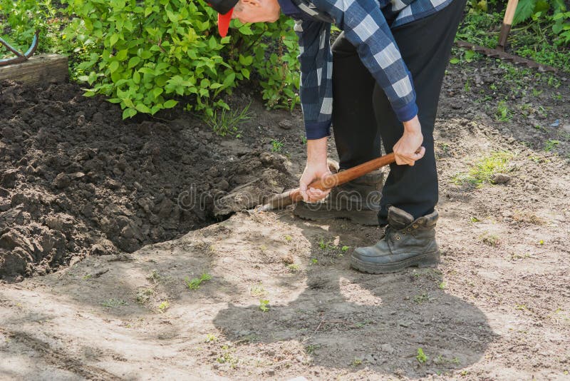 423 Old Man Digging Garden Stock Photos - Free & Royalty-Free Stock ...