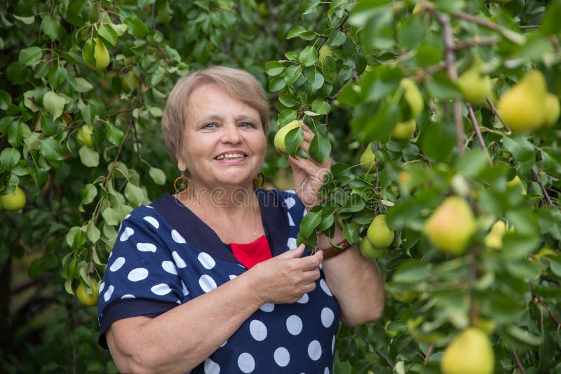 Senior Woman Collects Plums Stock Image - Image of health, country ...
