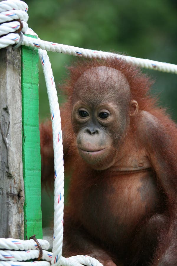 Pensive Ape Picture. Image: 8199489