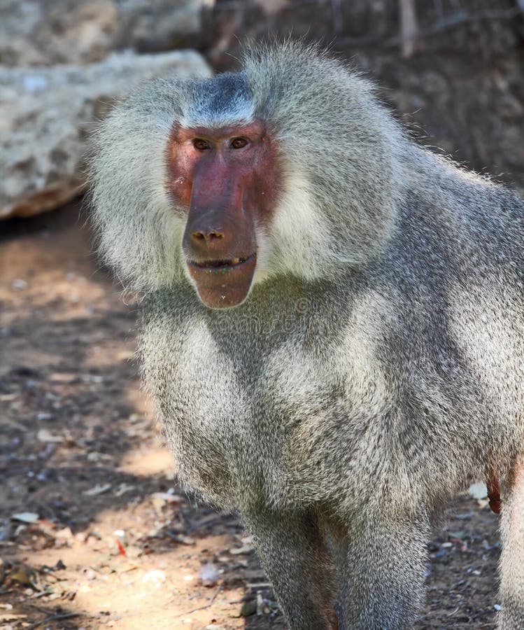 Smiling Baboon stock image. Image of chacma, barck, relax - 31453273