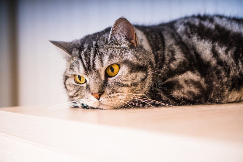 Pensive British Cat Resting Stock Photo - Image of emotions, portrait ...