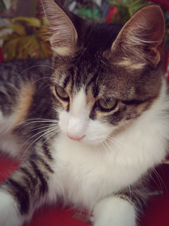 Pensive cat stock photo. Image of thoughtful, pets, horizon - 94594650