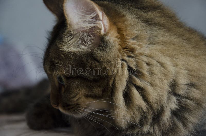 Pensive cat stock photo. Image of pensive, house, mustache - 93049000