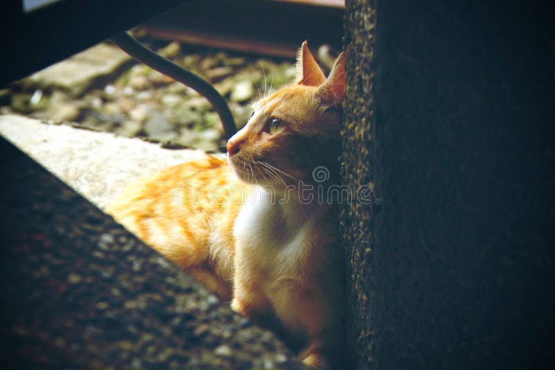 Pensive cat stock image. Image of look, eyes, contemplative - 43447053