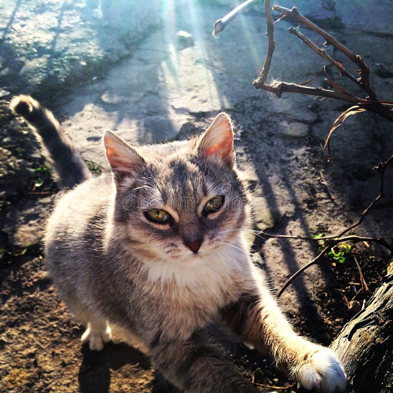 Pensive Cat Pleases His Life Stock Image - Image of morning, pleases ...
