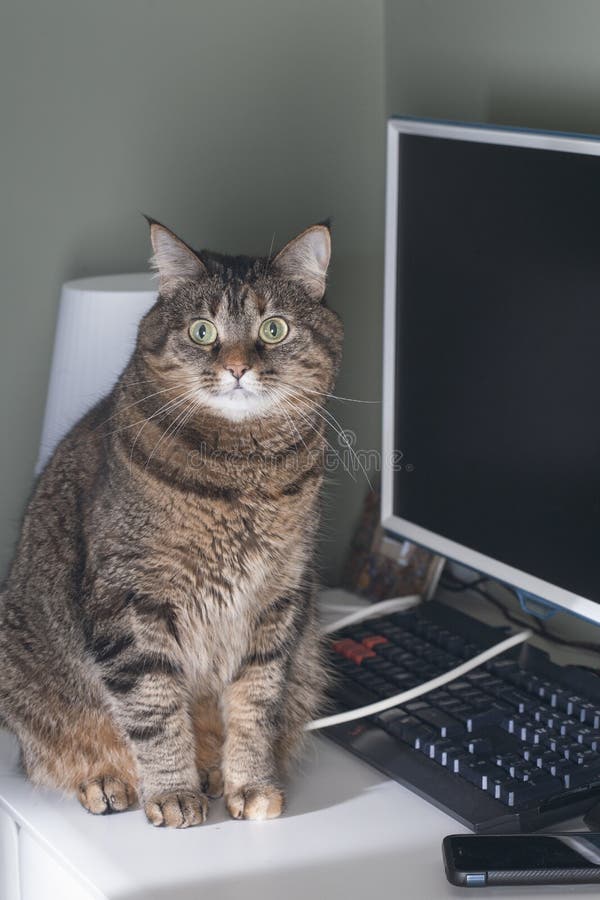 A Pensive Cat Sits on a Table with a Computer and a Keyboard. Stock ...