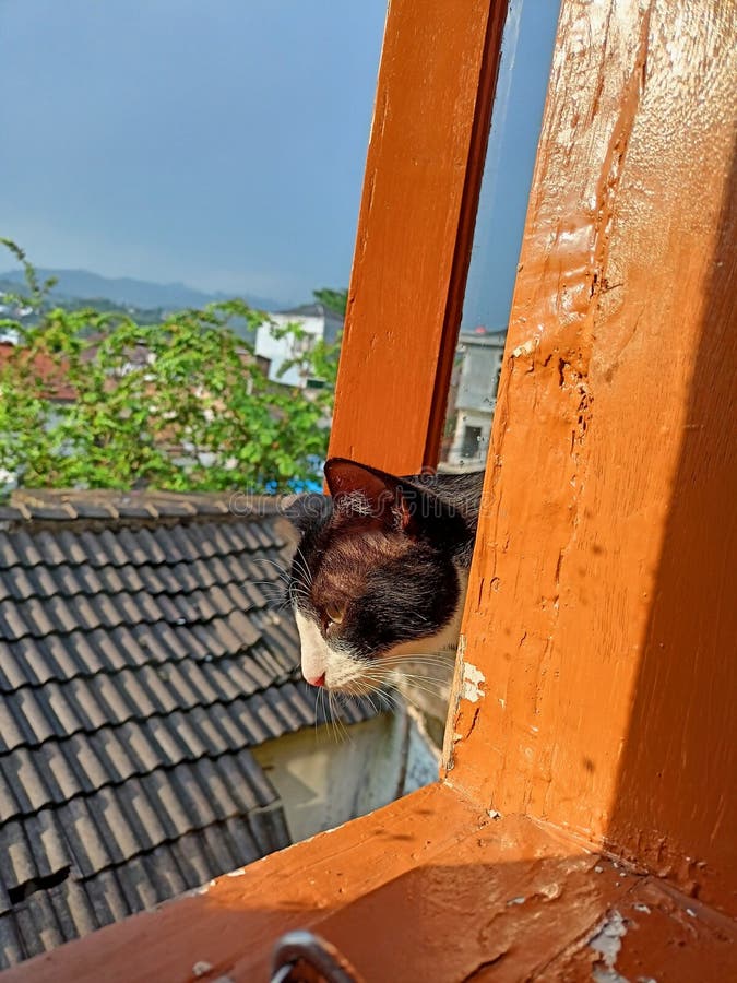 A Pensive Cat in the Upstairs Window Looking Down Stock Photo - Image ...