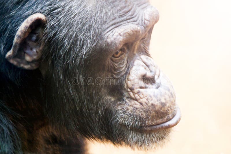Pensive Chimpanzee, Portrait of an Animal Stock Photo - Image of muzzle ...