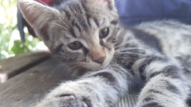 Kitten lying on grass stock photo. Image of wildlife - 204287870