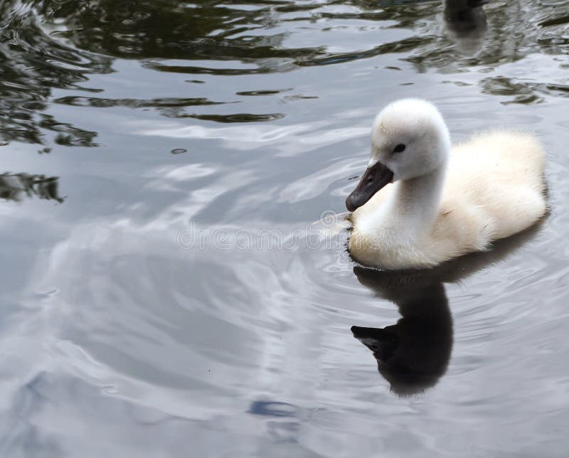 Cygnet stock photo. Image of brood, nest, beach, flying - 12894