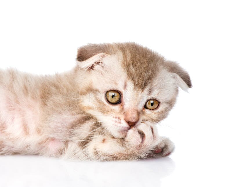 Pensive Flap Eared Kitten White Background Stock Photos - Free ...