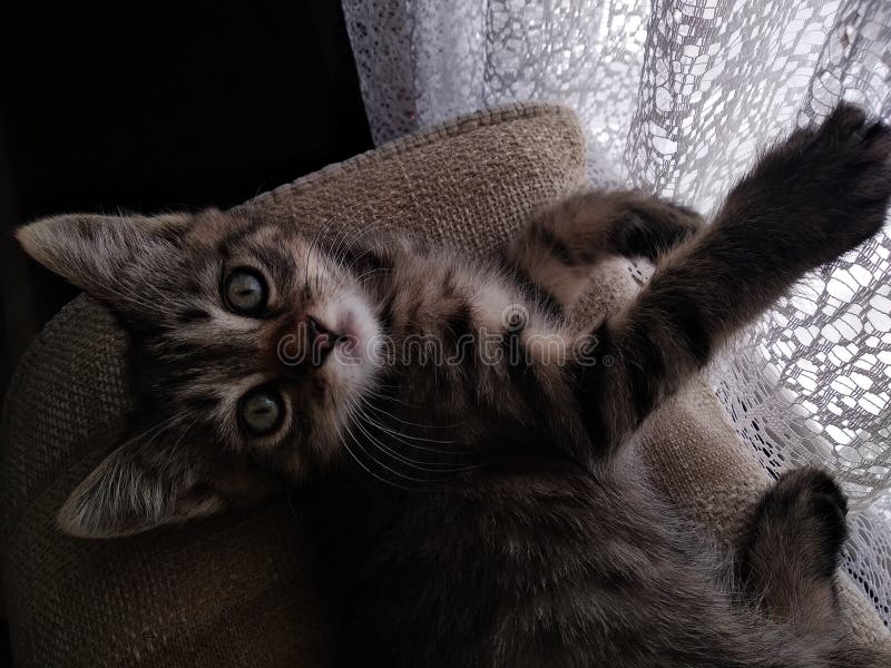 The Look of a Kitten, the Eye of a Cat in the Trendy Color of 2022 is ...