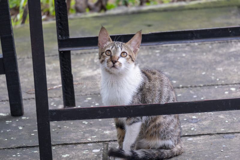 A Pensive-looking Kitten Stared Blankly Under the Table Stock Image ...