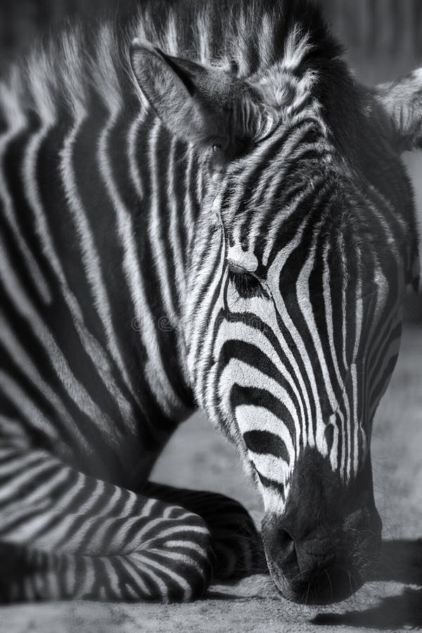 Pensive Lying Zebra with Focus on the Face Stock Image - Image of ...