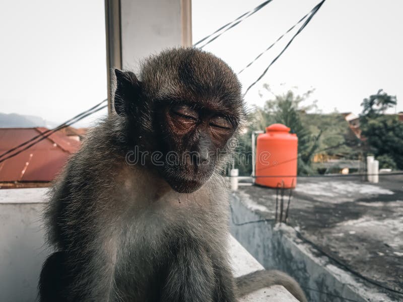 Pensive Monkey Sitting on a Branch at Sunset Stock Photo - Image of ...