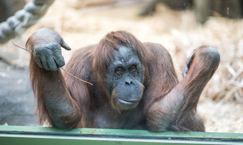 Pensive monkey stock image. Image of brooding, deep, animal - 64221841