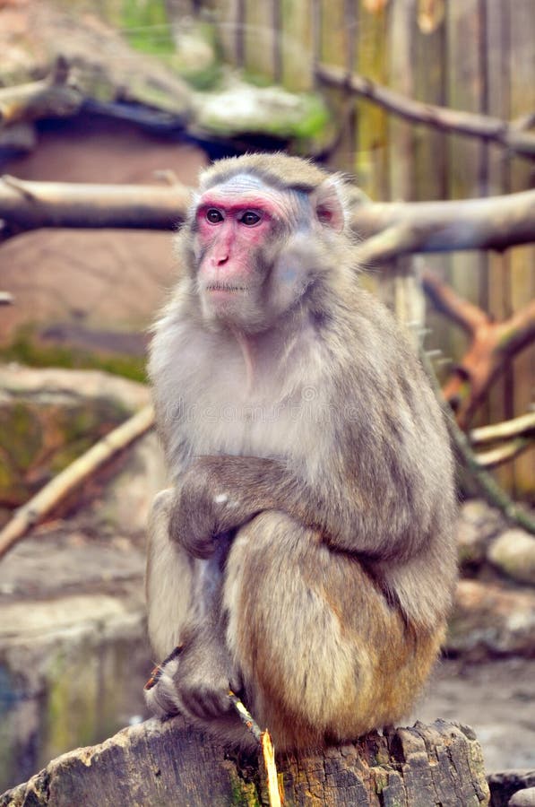 Pensive monkey stock image. Image of fuscata, asia, captivity - 49547877