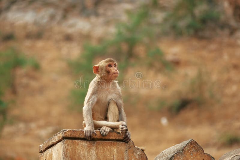 Pensive Monkey Sits in Monkey Temple. Cute Monkey at Ancient Temple ...
