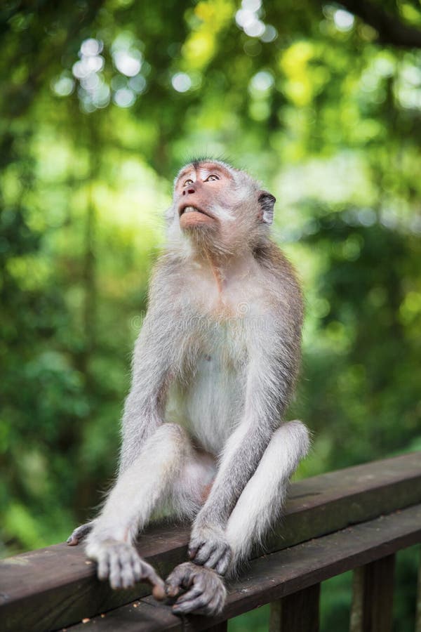 Pensive Monkey Sitting on a Wooden Railing Stock Photo - Image of great ...