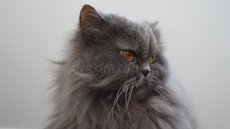 Pensive Persian cat stock photo. Image of persian, companion - 94561454