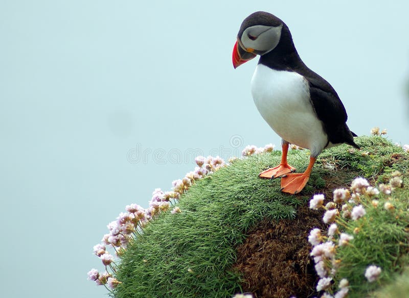 Atlantic Puffin with Webbed Feet Stock Photo - Image of feathers, cute ...