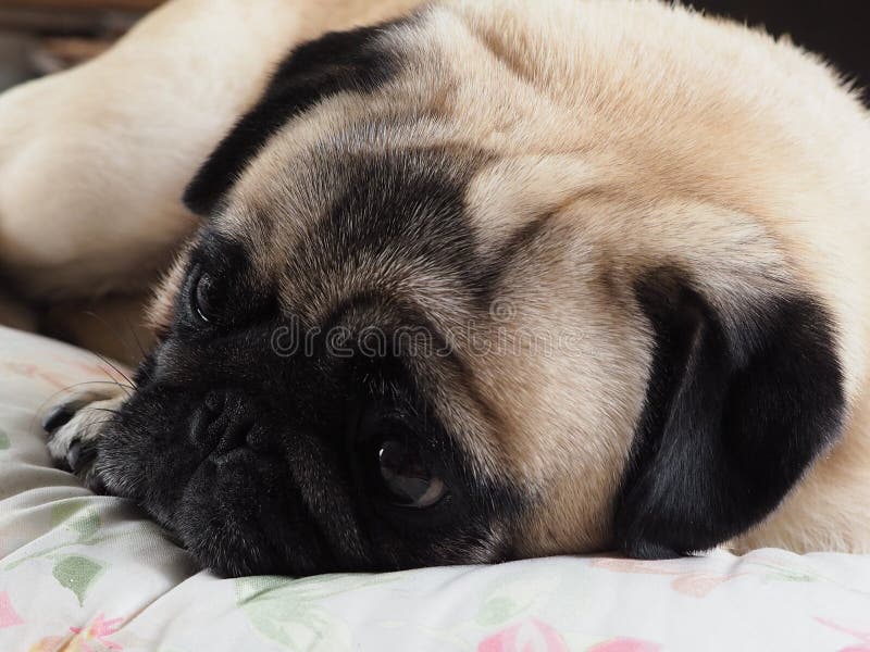 Pensive Pug stock image. Image of pensive, animal, cuddly - 76753023