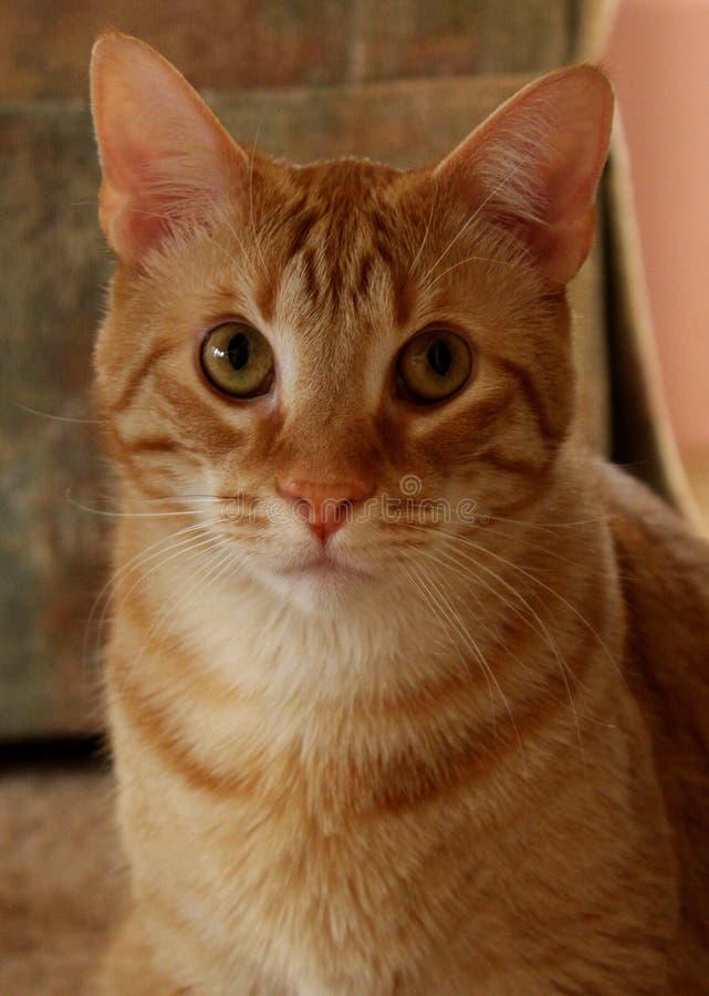 Pensive Shorthair Tabby Cat Portrait Stock Photo - Image of feline ...