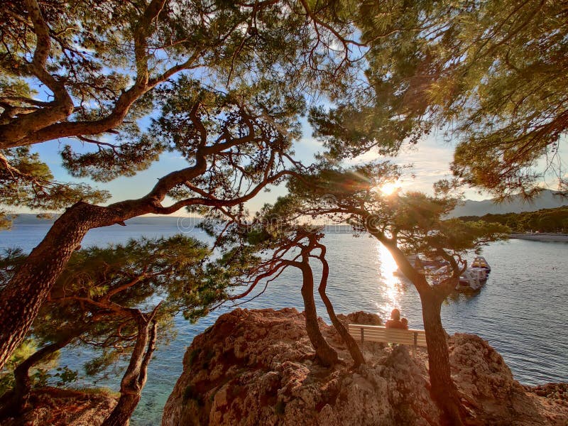 Pensive Woman On Vacations Sitting And Relaxing Under Large Pine Tree