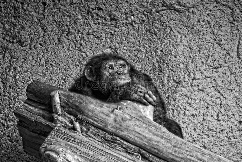 Pensive Young Chimpanzee Monkey on Branch Stock Photo - Image of face ...