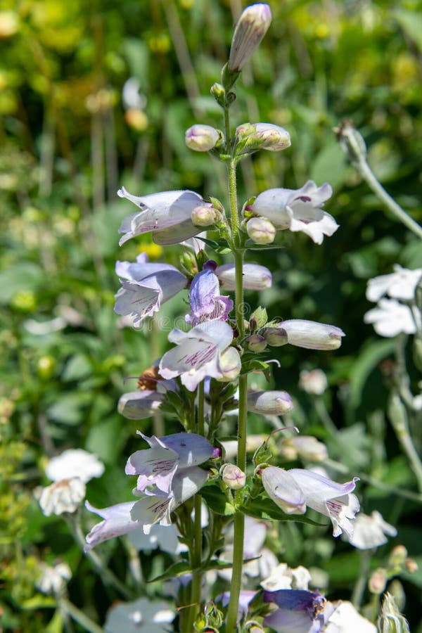 Penstemon stock image. Image of freshness, beauty, botanical - 253684267