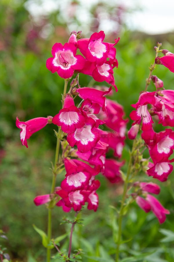 Penstemon stock image. Image of summer, nature, flowering - 275568149