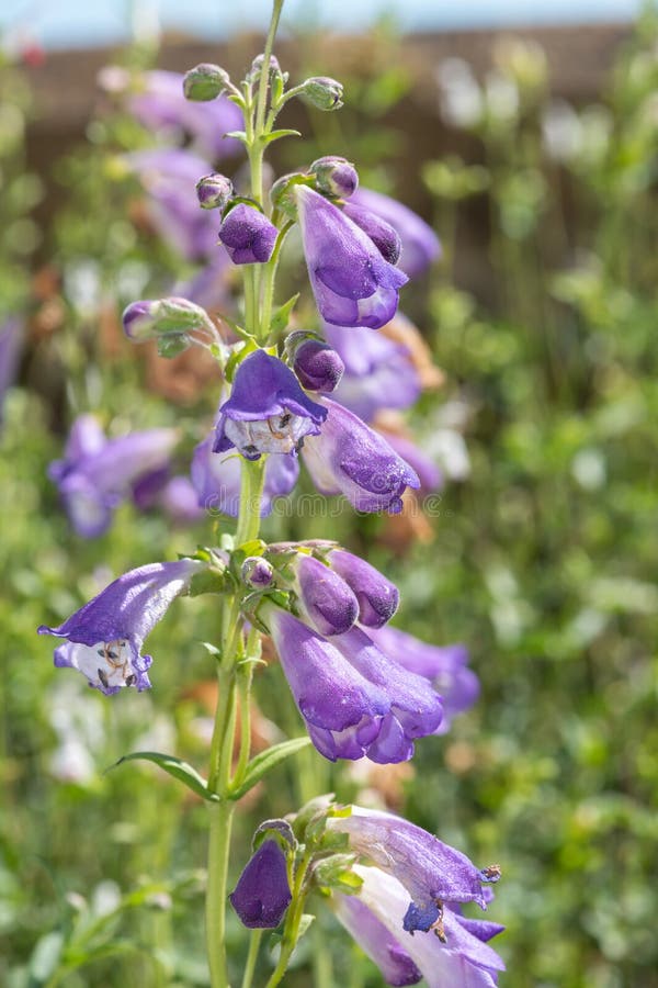 Penstemon stock photo. Image of outdoor, garden, botanical - 275569624