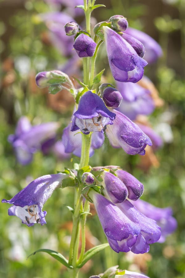Penstemon stock image. Image of summer, nature, flowering - 275568149