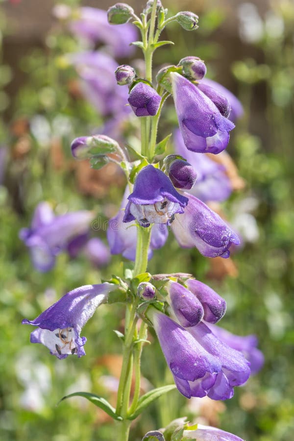 Penstemon stock image. Image of summer, nature, flowering - 275568149