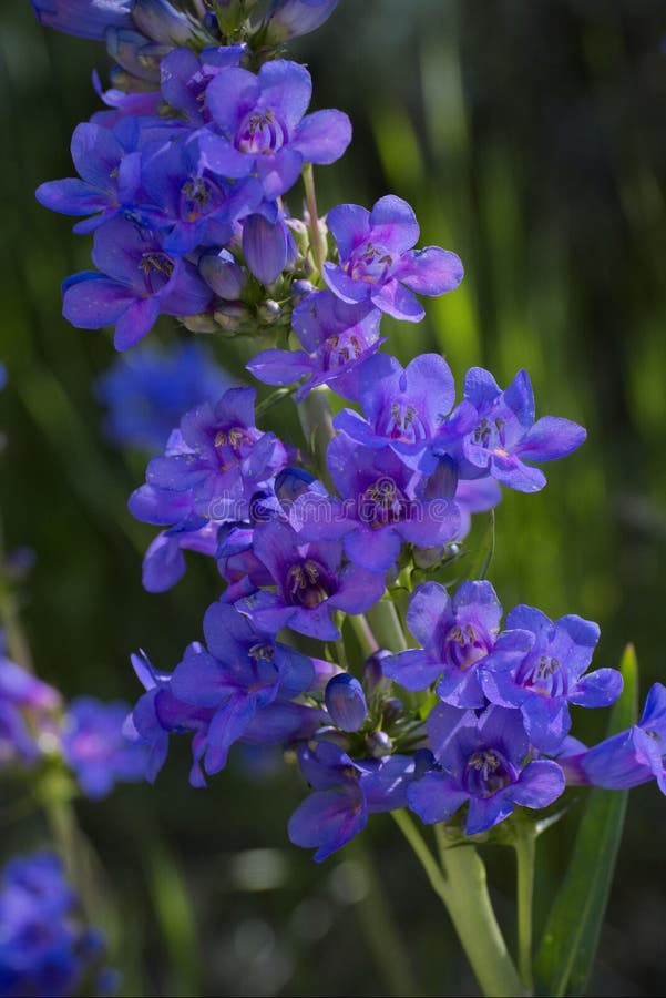 Wasatch Penstemon