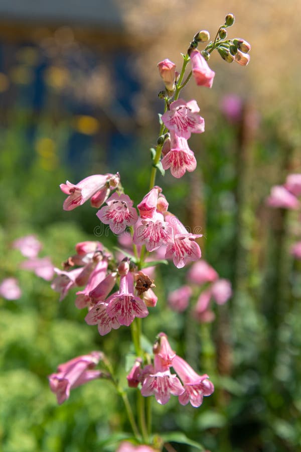 Penstemon flowers stock photo. Image of petal, flowering - 253684134