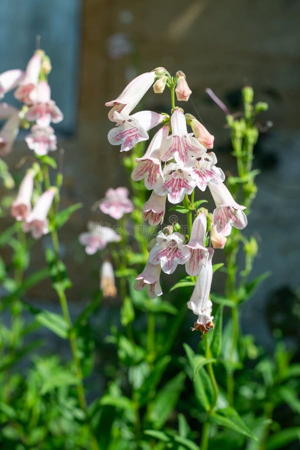 Penstemon stock image. Image of summer, nature, flowering - 275568149
