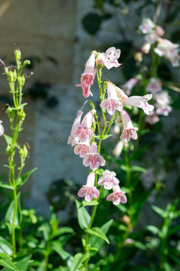 Penstemon stock image. Image of summer, nature, flowering - 275568149