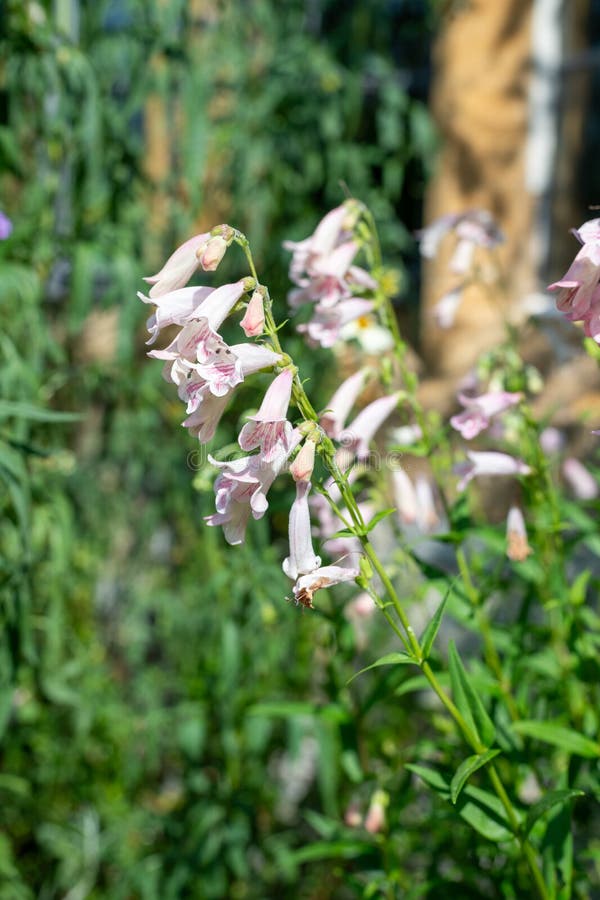 Penstemon stock image. Image of summer, nature, flowering - 275568149