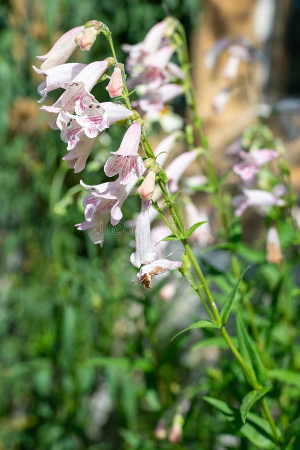 Penstemon stock image. Image of summer, nature, flowering - 275568149