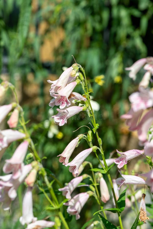 Penstemon flowers stock image. Image of flower, vertical - 310458303