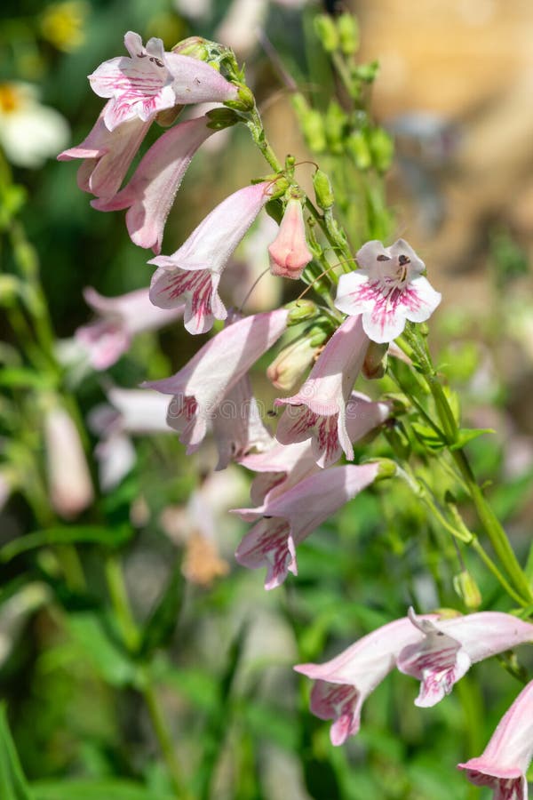 Penstemon stock image. Image of summer, nature, flowering - 275568149