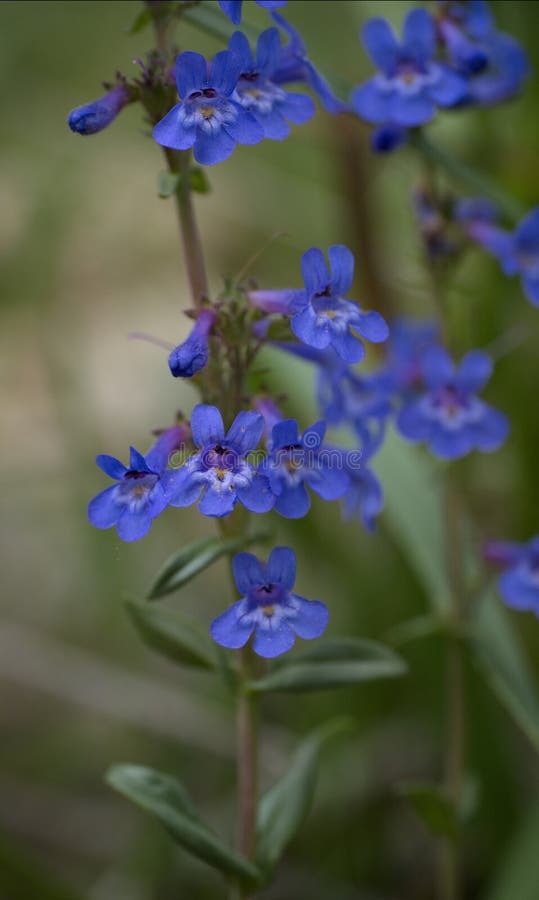 Penstemon Humilis Stock Photos - Free & Royalty-Free Stock Photos from ...