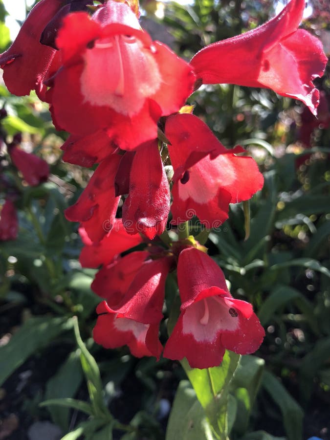 Penstemon stock image. Image of summer, june, penstemon - 121496853