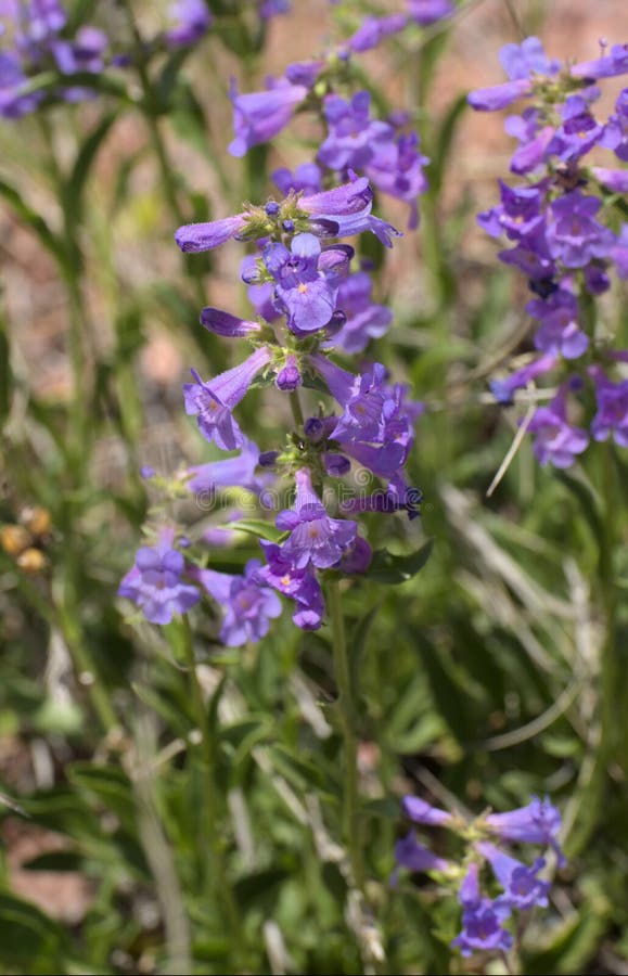 Penstemon Virens Stock Photos - Free & Royalty-Free Stock Photos from ...