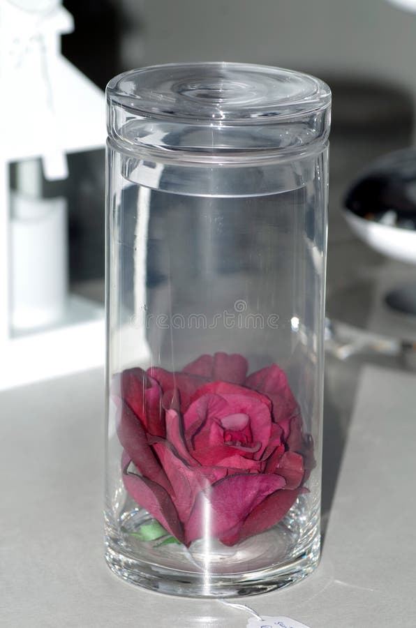 A pent-up rose stock image. Image of plant, love, imprisoned - 203907839